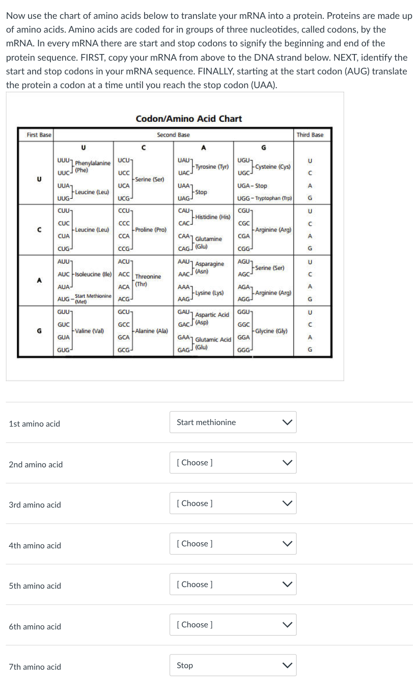 Amino Acids Protein Chart