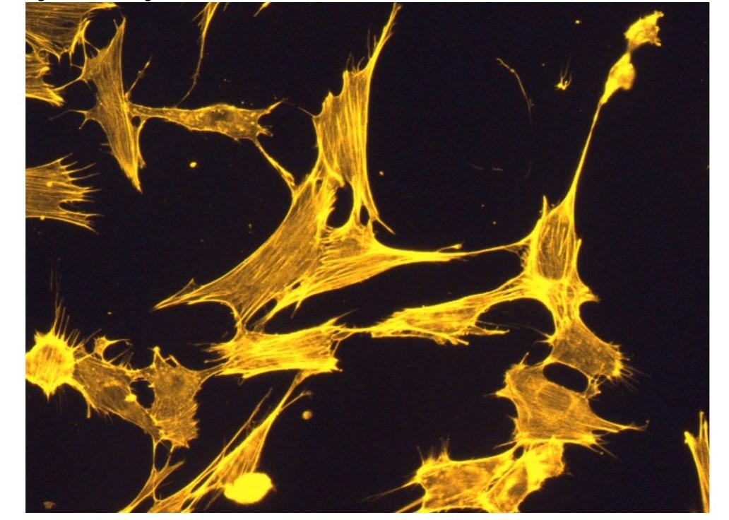 Solved Fluorescence Data Analysis: Figure 2: Staining with | Chegg.com