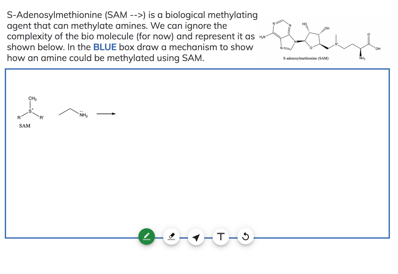 Solved HO OH S-Adenosylmethionine (SAM -->) is a biological | Chegg.com