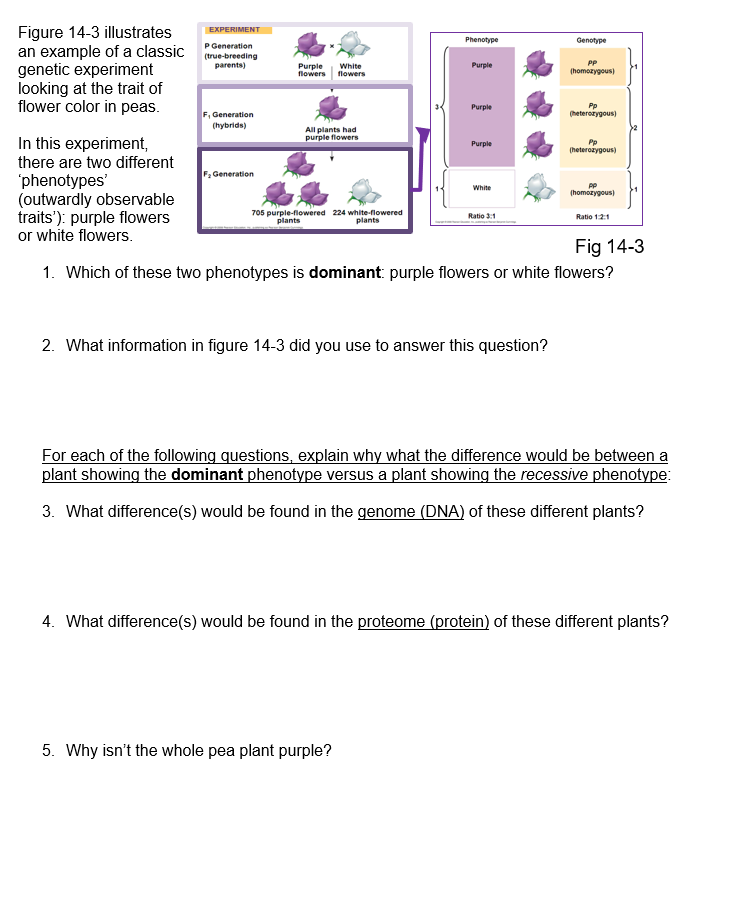 Solved Phenotype Genotype EXPERIMENT P Generation | Chegg.com