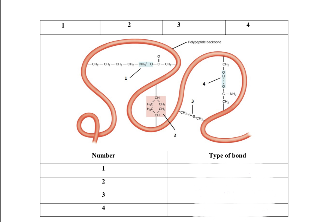 Solved IV. Draw the following tripeptide: Glu-Tyr-Asn? | Chegg.com