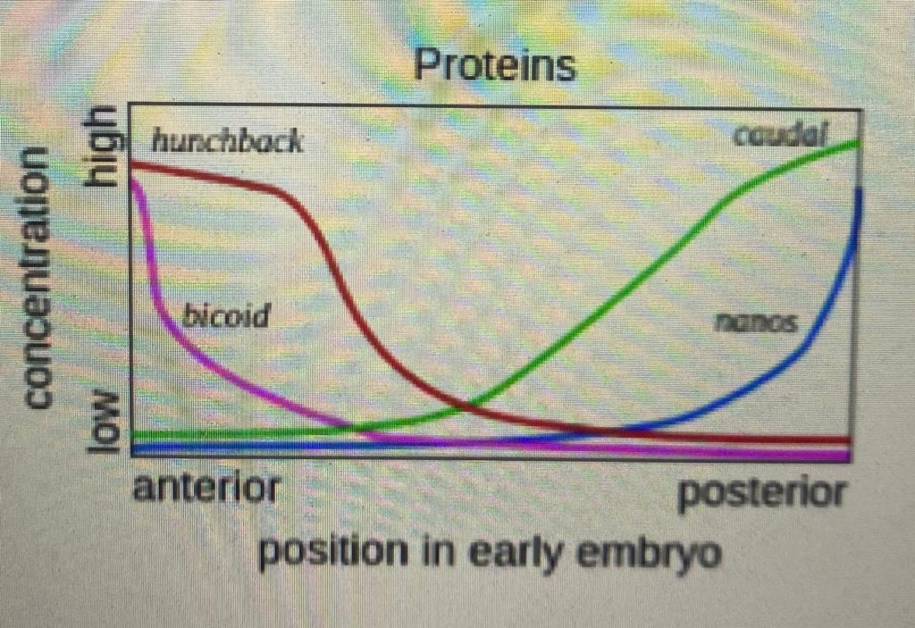 Solved 3. Both bicoid and nanos are maternal effect genes | Chegg.com