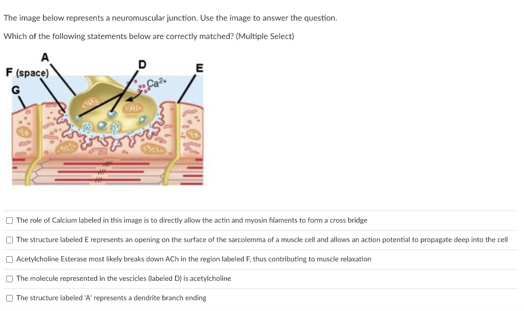 Solved The image below represents a neuromuscular junction. | Chegg.com
