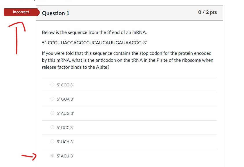 Solved Below is the sequence from the 3′ end of an mRNA. | Chegg.com