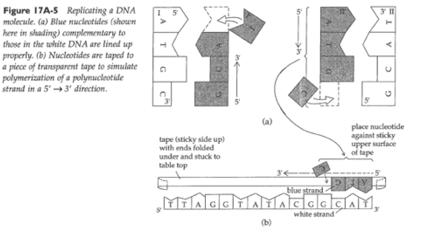 Solved Compare the new strands (Dark) with the old strands | Chegg.com
