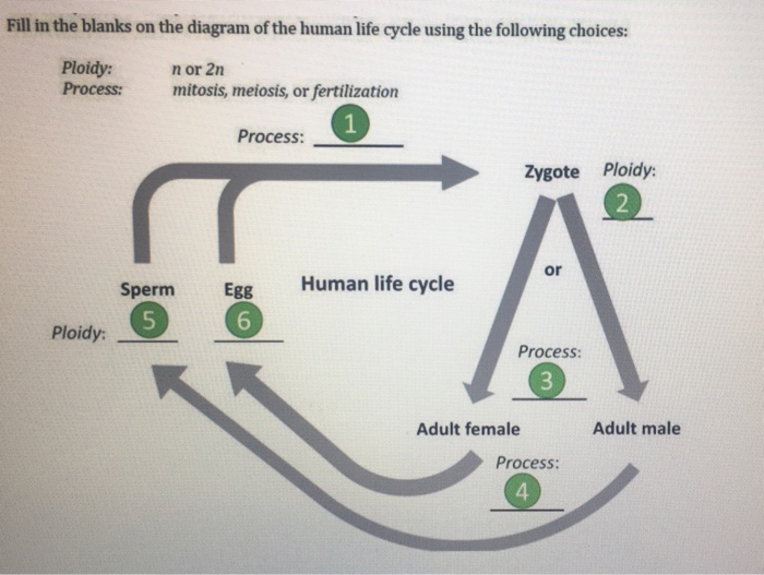 Solved How many steps in the life cycle diagram above happen | Chegg.com