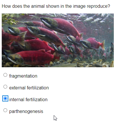 Solved How does the animal shown in the image reproduce? | Chegg.com