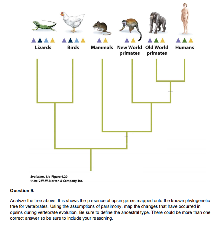 Phylogenetic Tree Vertebrates