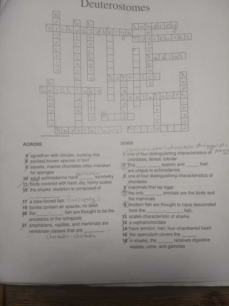 Solved 2 DOWN 7 DOWN 9 DOWN; 19 across (no included | Chegg.com