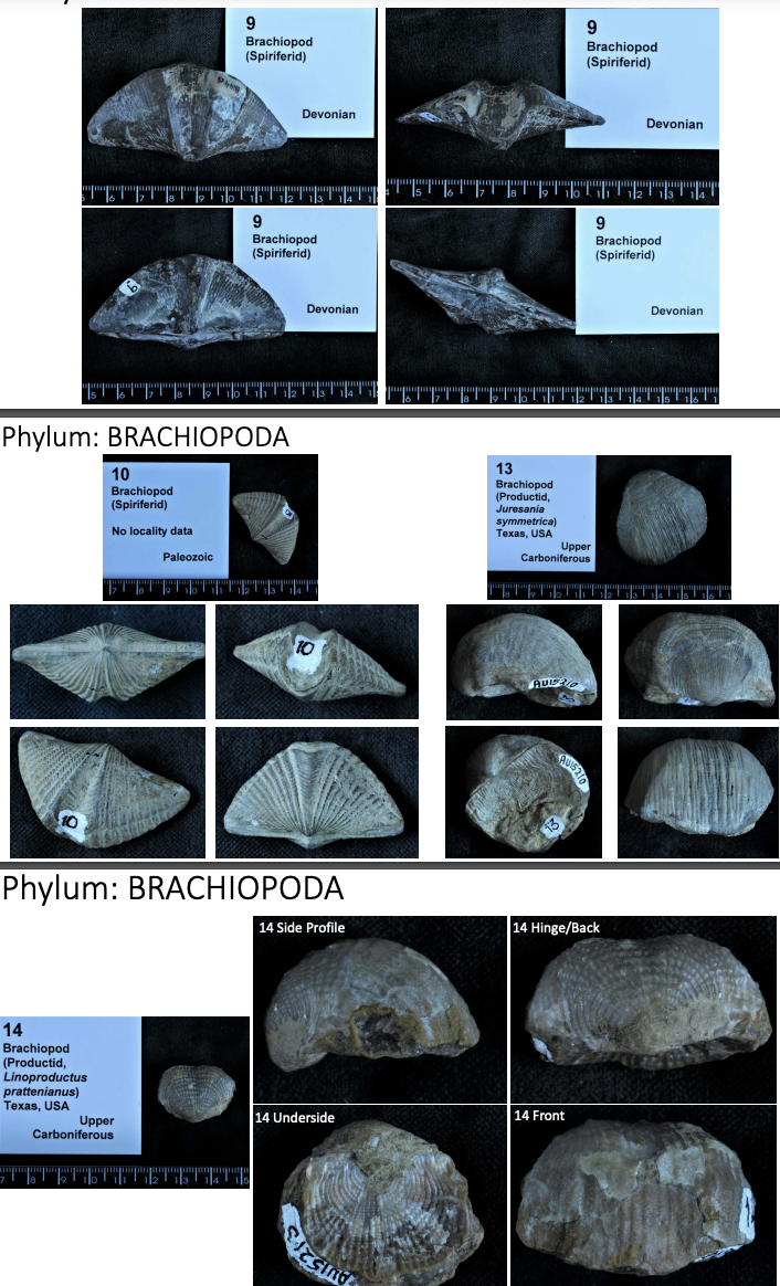 Solved i) The spiriferid brachiopods (9 & 10) typically had | Chegg.com