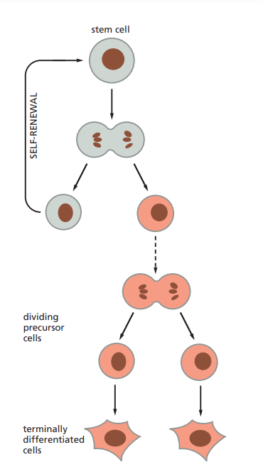 Solved stem cell SELF-RENEWAL dividing precursor cells | Chegg.com