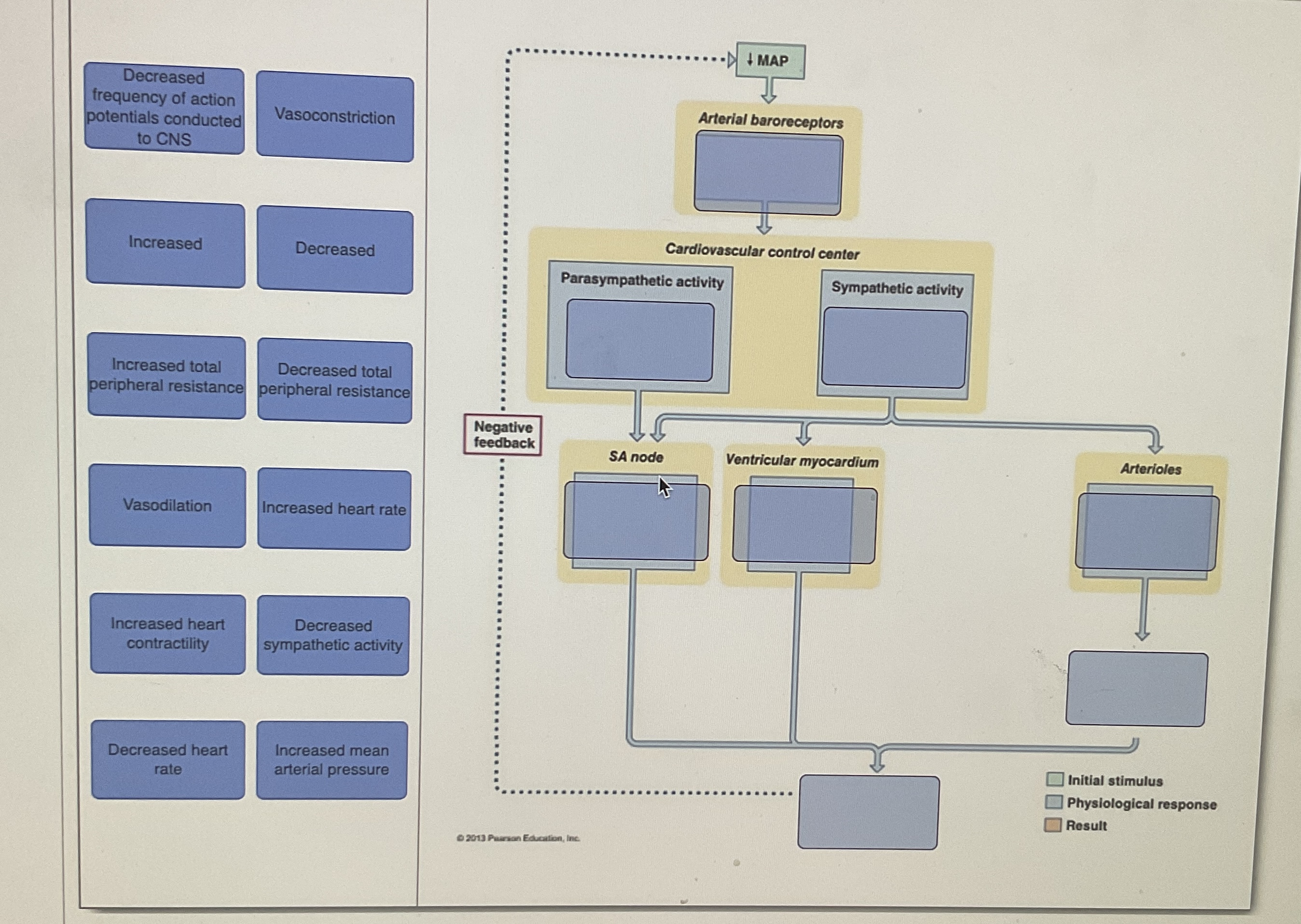 Arterial baroreceptors Cardiovascular control center | Chegg.com