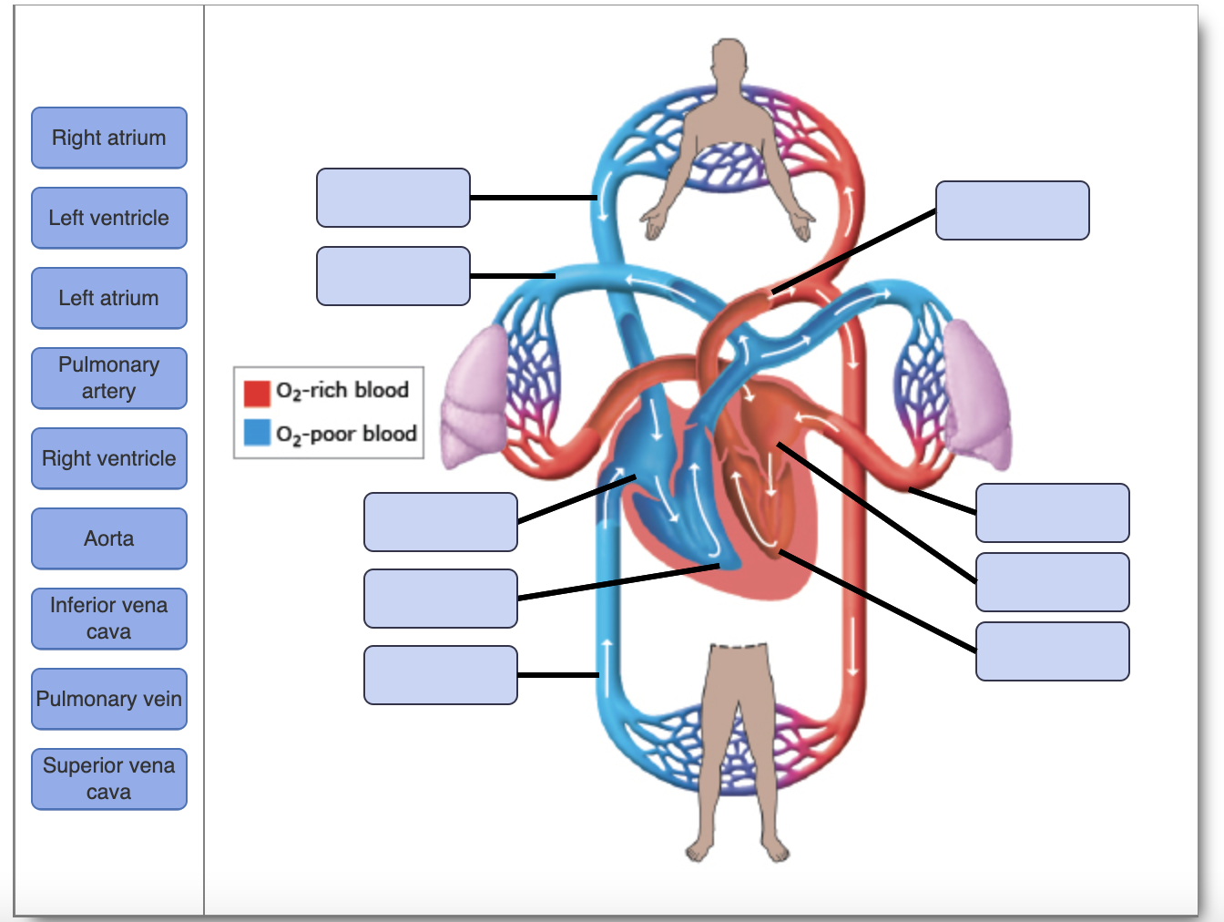 Solved Right atrium Left ventricle Left atrium Pulmonary | Chegg.com