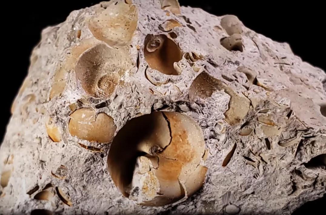 Solved SEDIMENTARY ROCKS WORKSHEET Does matrix fizz in acid? | Chegg.com