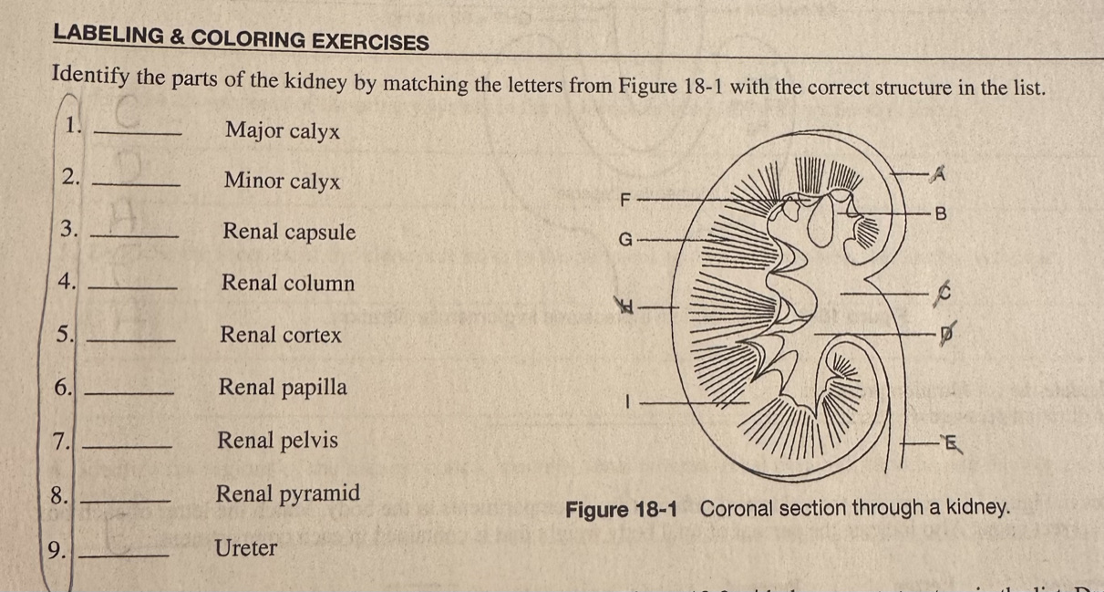 Solved LABELING & COLORING EXERCISESIdentify the parts of | Chegg.com