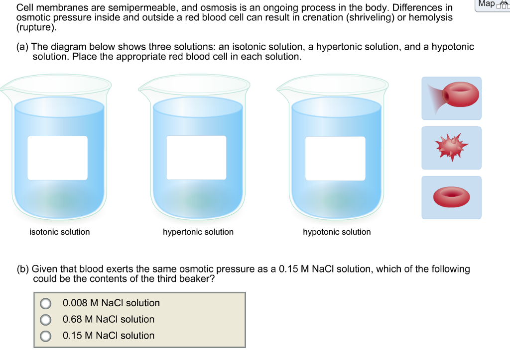 Solved Map ht Cell membranes are semipermeable, and osmosis | Chegg.com