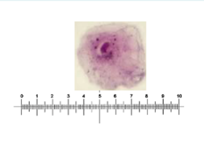 Solved A student uses a microscope to observe the cell below | Chegg.com