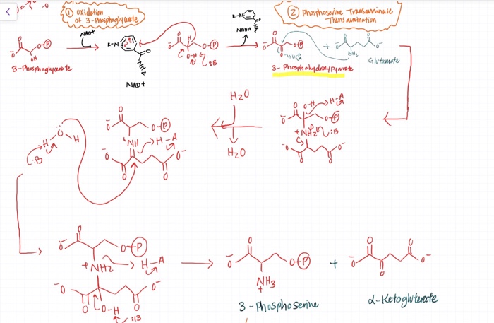 Solved Is the Electron Pushing Mechanism for phosphoserine | Chegg.com