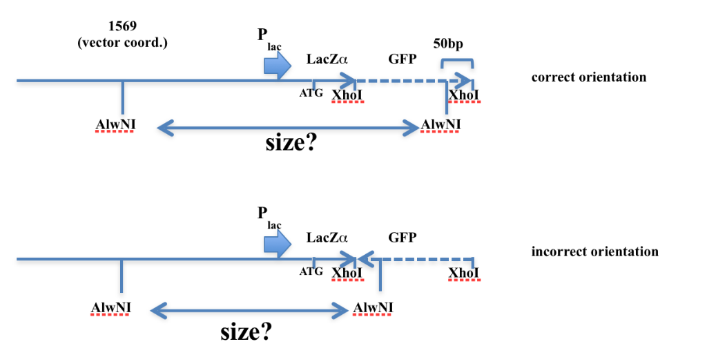 Solved AlwNI AlwNI pSK+/GFP CORRECT ORIENTATION pSK/GFP | Chegg.com