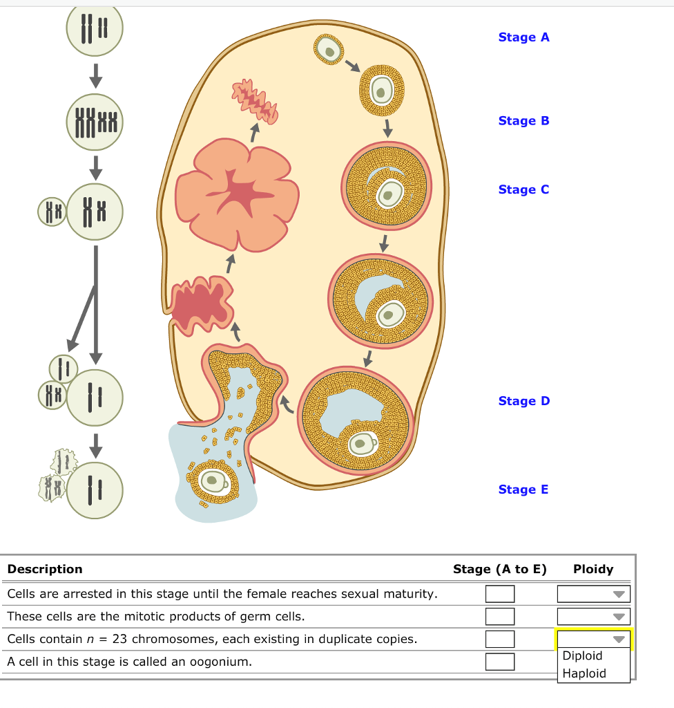 Solved 3. Male human reproductive tract Aa Aa The following | Chegg.com