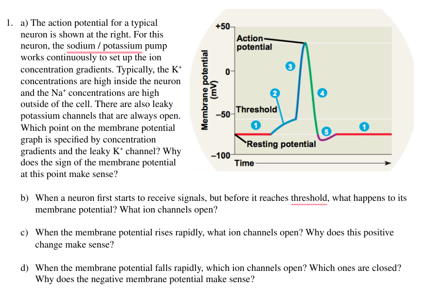 Sodium Potassium Pump Neuron