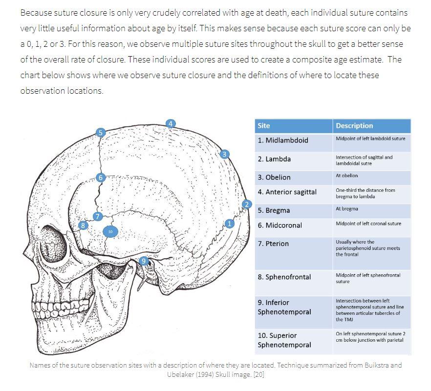 Solved Because suture closure is only very crudely | Chegg.com