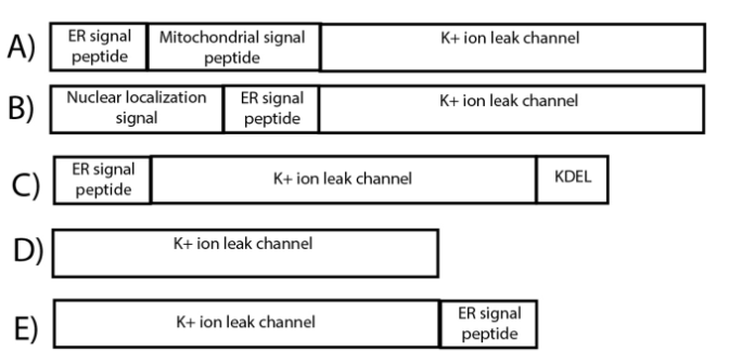 Solved Protein sorting of a K+ ion leak channel Where would | Chegg.com