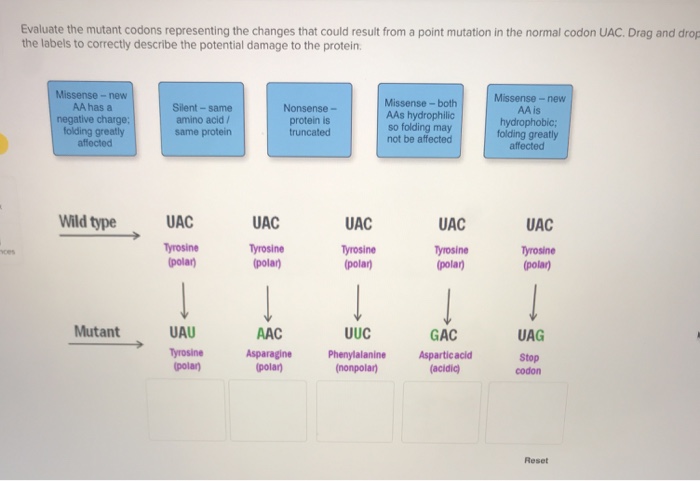 Solved Evaluate the mutant codons representing the changes | Chegg.com