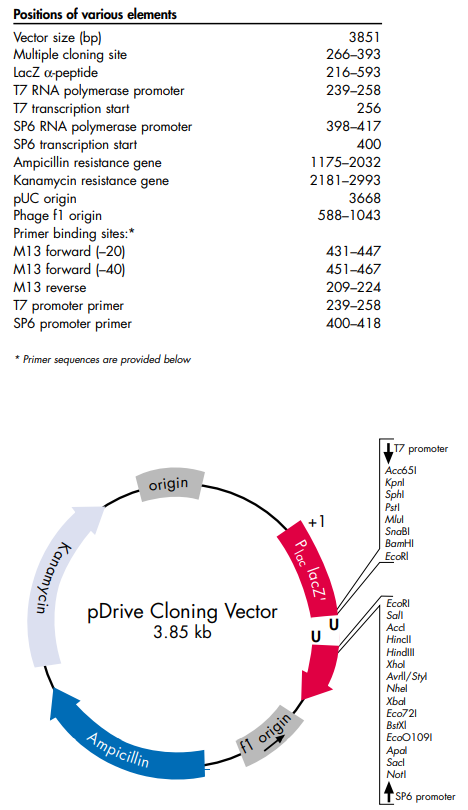 Solved If we cut your plasmid DNA with EcoRI, and there are | Chegg.com