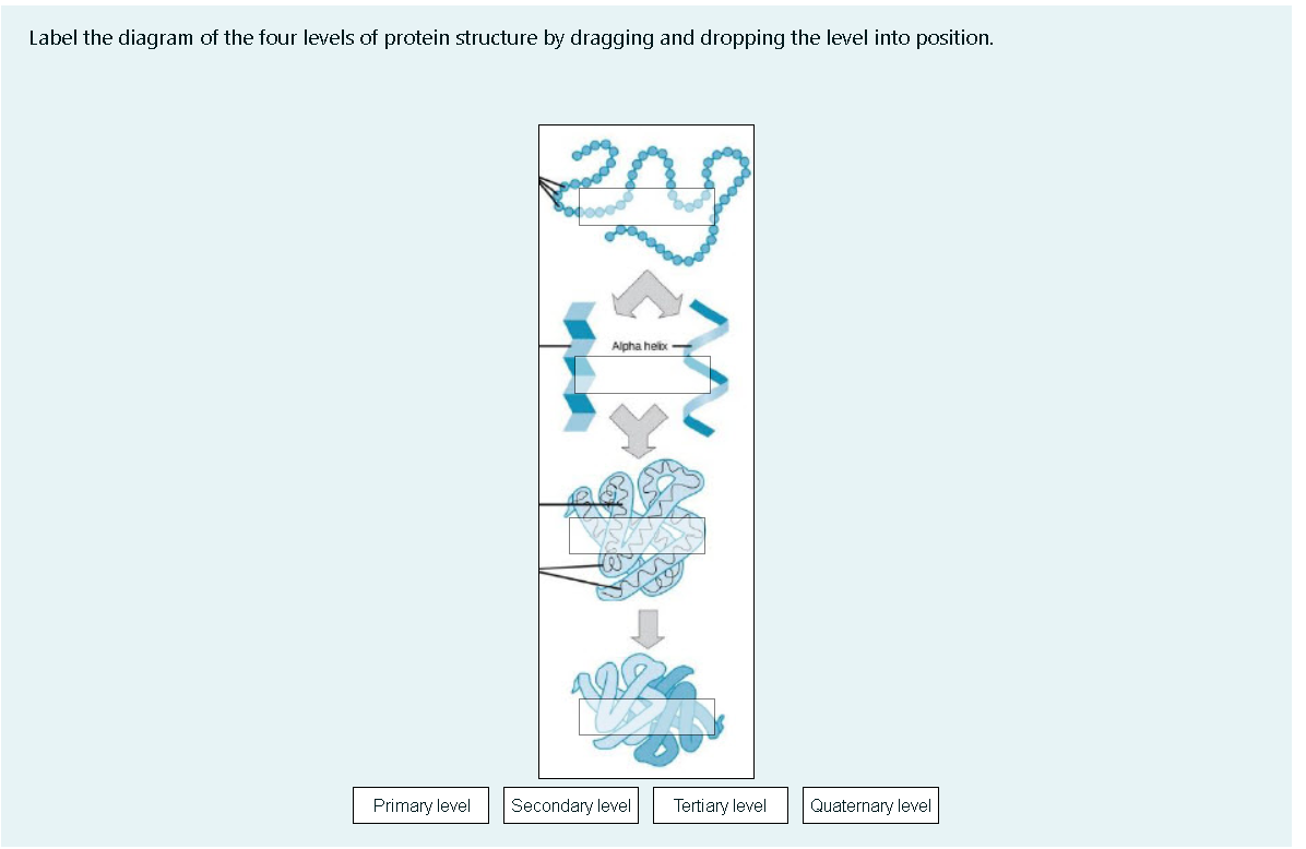Solved Label the diagram of the four levels of protein | Chegg.com