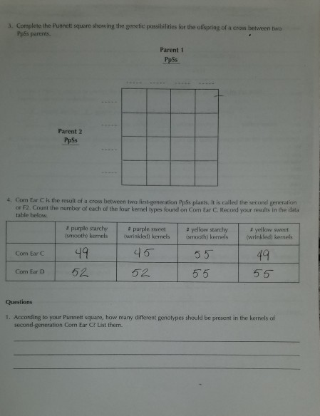 Solved Date Student's Name LAB-AIDS #603S INVESTIGATING AND | Chegg.com