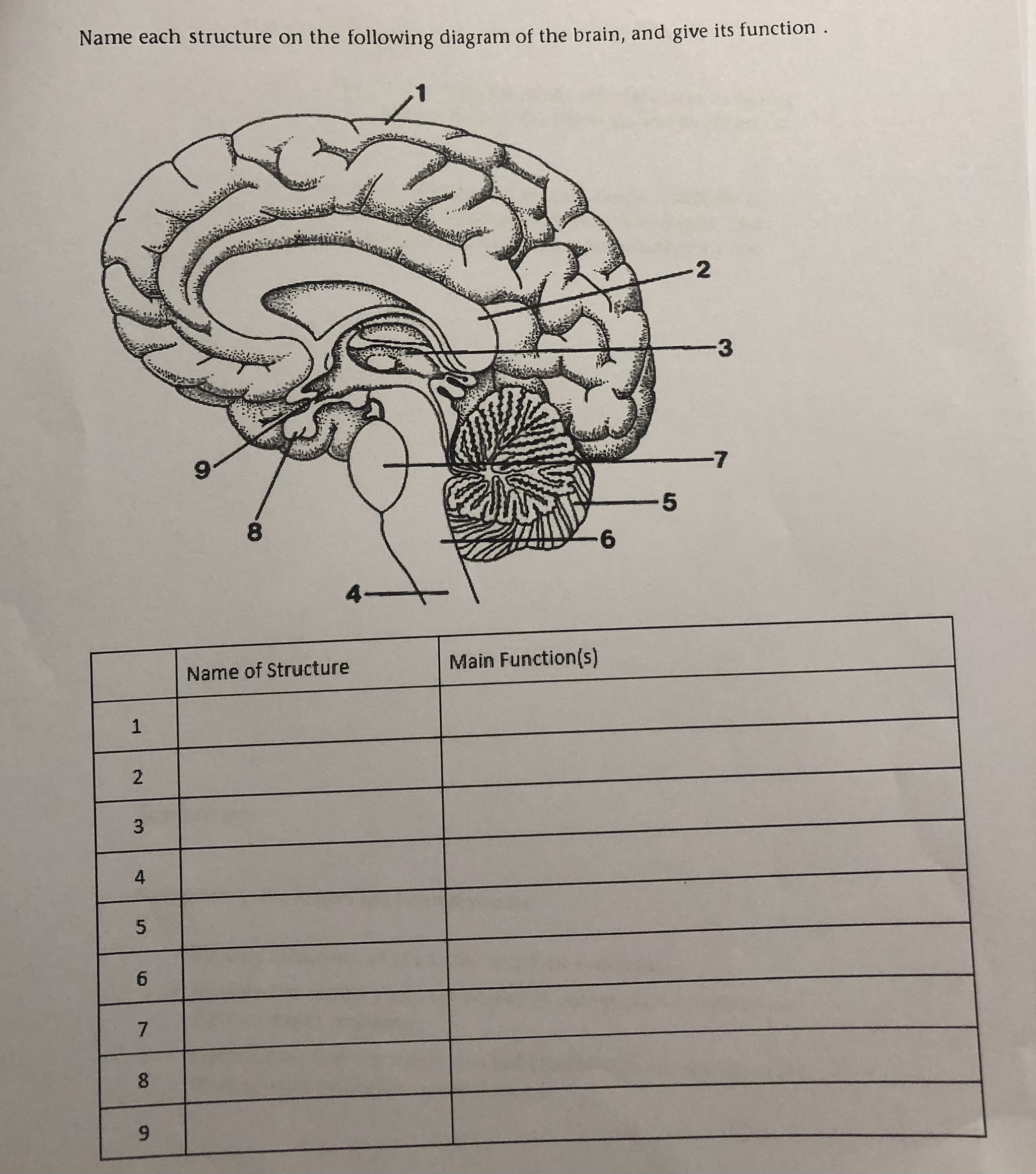 Solved Name each structure on the following diagram of the | Chegg.com