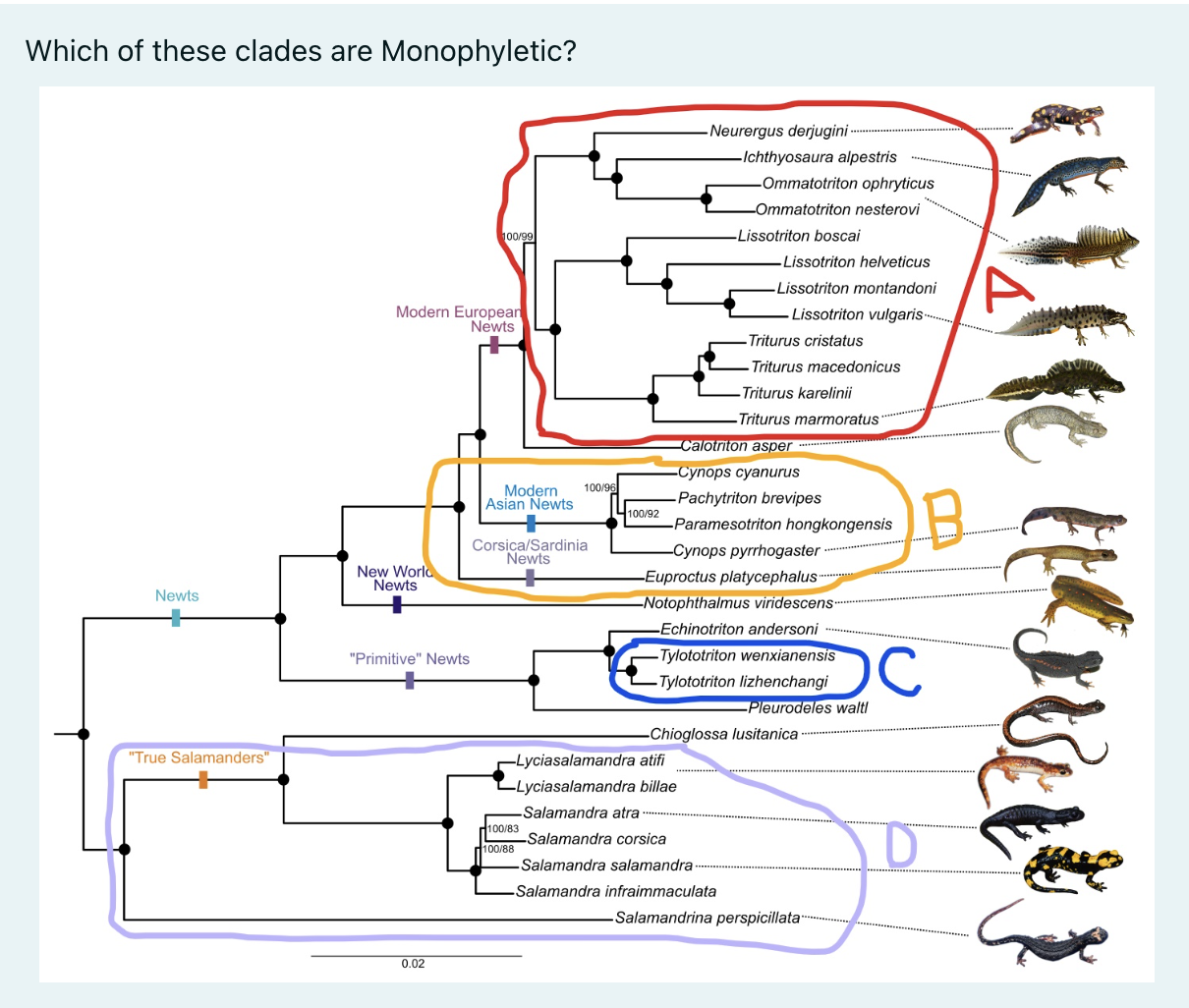 Solved Which of these clades are Monophyletic? | Chegg.com