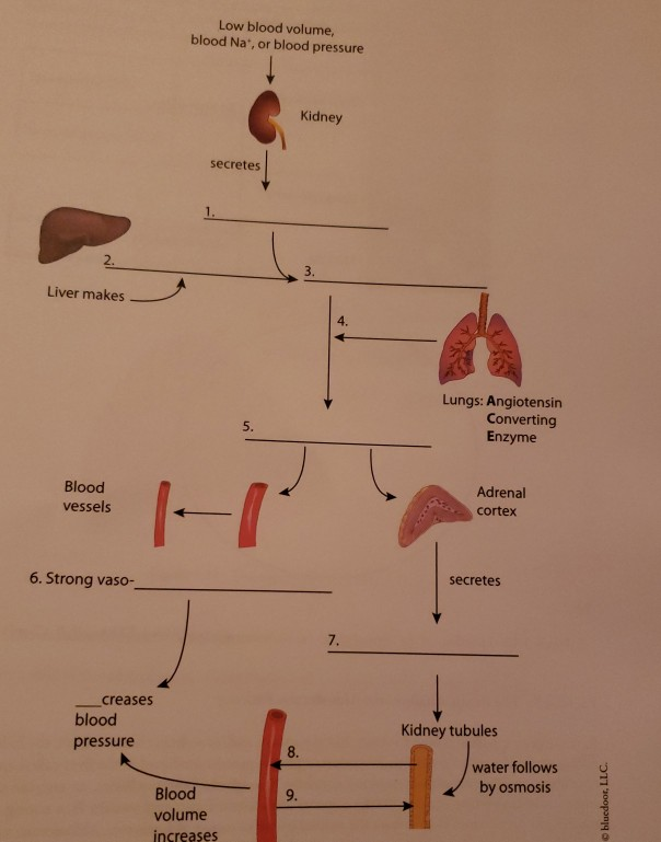Solved Low blood volume, blood Na", or blood pressure Kidney | Chegg.com