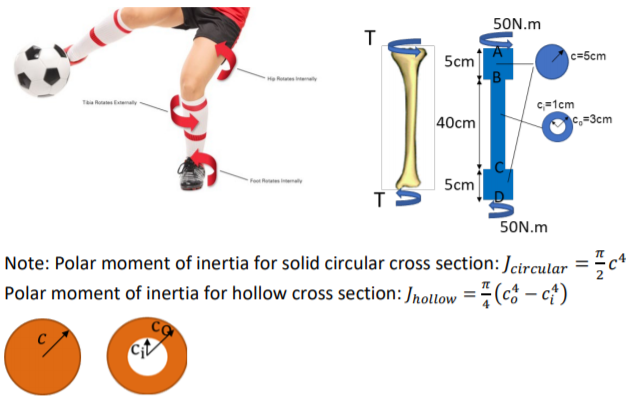 Solved Injuries due to torsional torque in soccer are | Chegg.com
