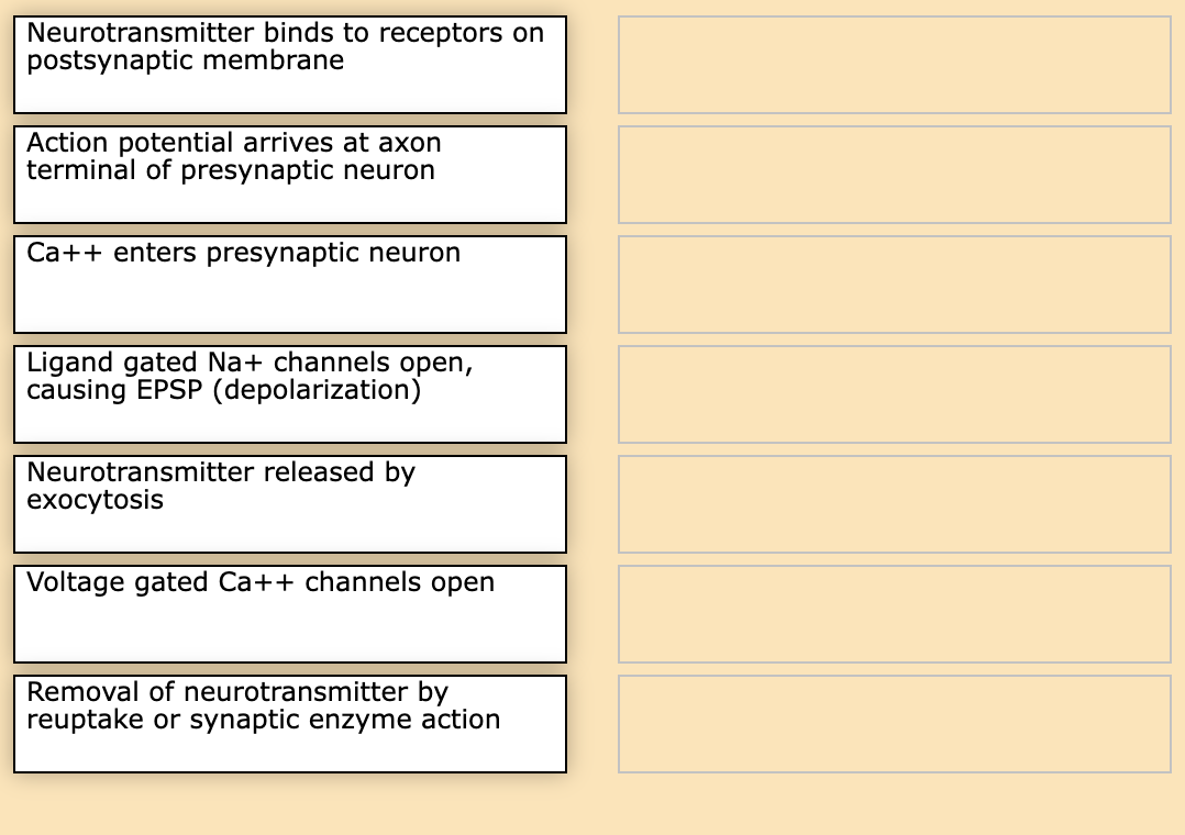 Solved Neurotransmitter binds to receptors on postsynaptic | Chegg.com