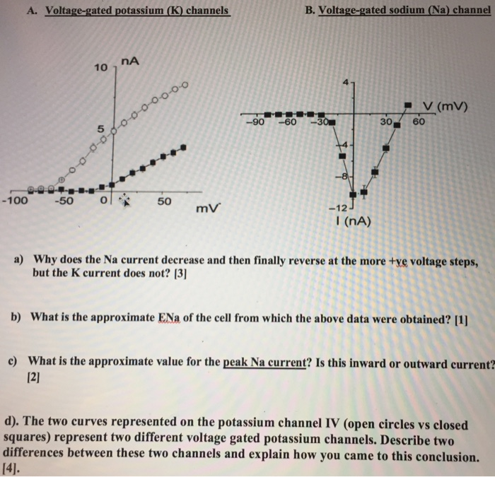 A. Voltage-gated potassium (K) channels B. | Chegg.com