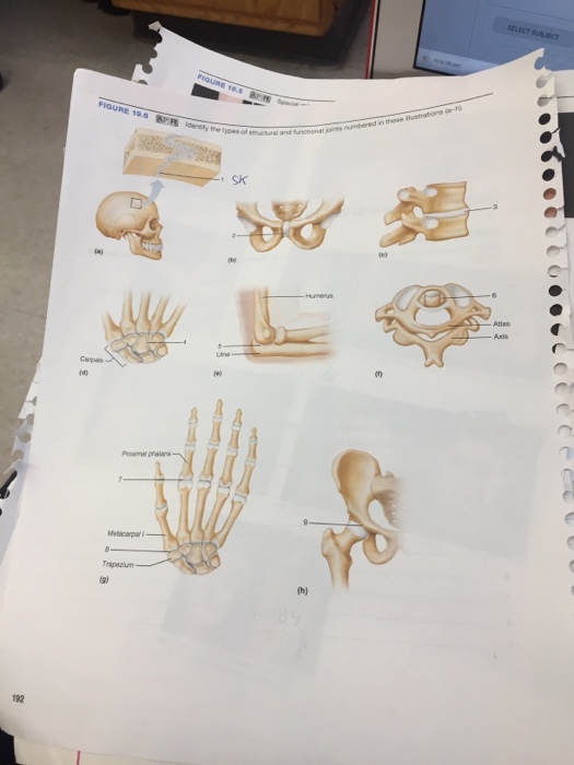 Solved Identify The Types Of Structural And Functional