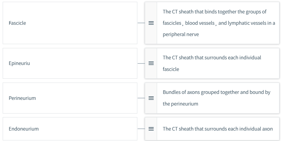 Solved Parts of a Peripheral Nerve Match each term to the | Chegg.com