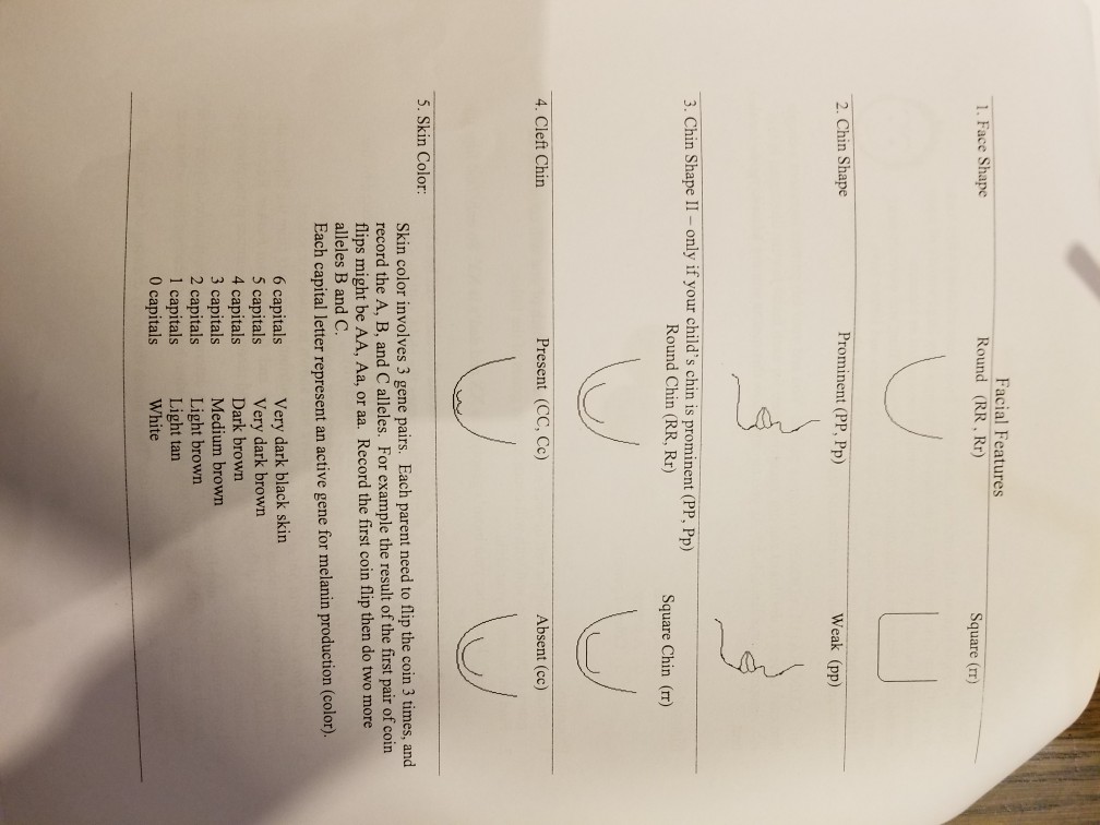 Solved Create a Face Lab Introduction: Why do people look so | Chegg.com