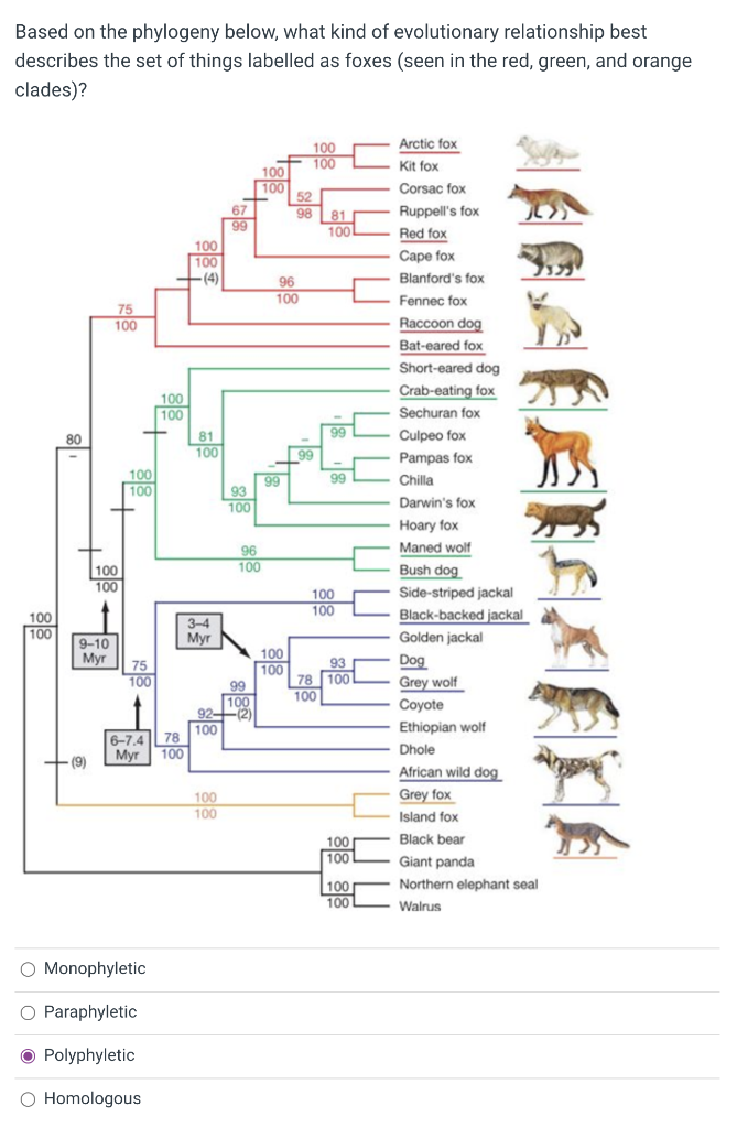 Solved Based on the phylogeny below, what kind of | Chegg.com