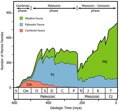 Solved The Sepkoski curve shows the number of families of | Chegg.com