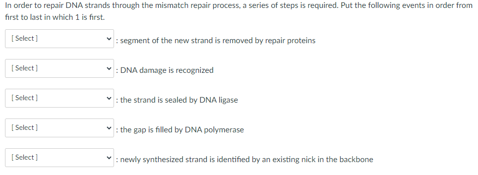 Solved In order to repair DNA strands through the mismatch | Chegg.com
