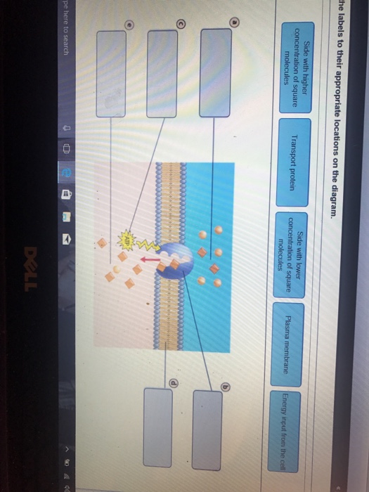 Solved Drag the labels to their appropriate locations on the | Chegg.com
