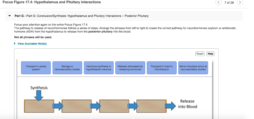 Solved Focus Figure 17.4: Hypothalamus and Pituitary | Chegg.com