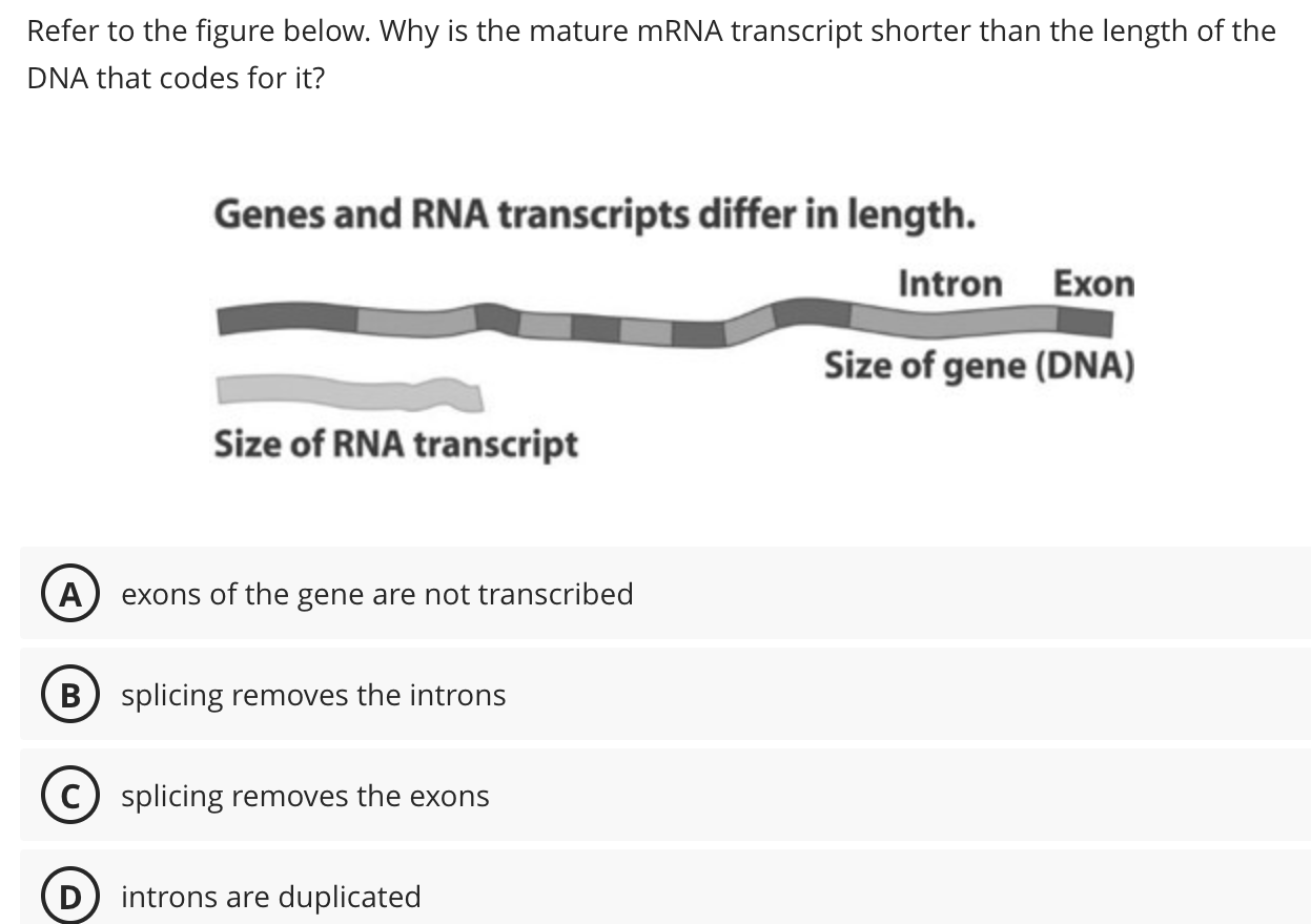 Solved Refer to the figure below. Why is the mature mRNA | Chegg.com