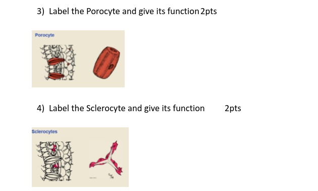 Solved 3) Label the Porocyte and give its function 2pts | Chegg.com