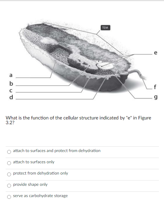 Solved What is the function of the cellular structure | Chegg.com
