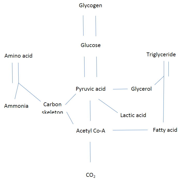 Solved Lab #10: Nutrients and Metabolism 1) vitamin | Chegg.com