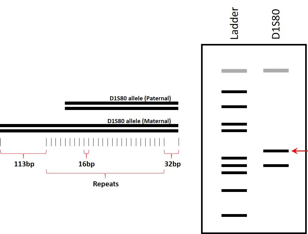 Solved The D1S80 locus is located on human chromosome 1 and | Chegg.com